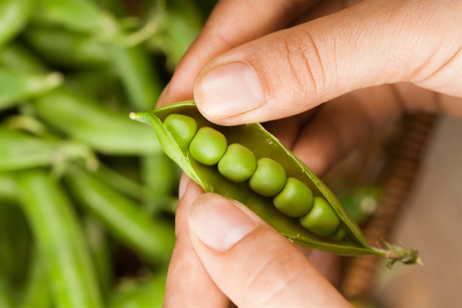 5 Edible Stems and Leaves You Are Throwing Away - Nutrition Adept